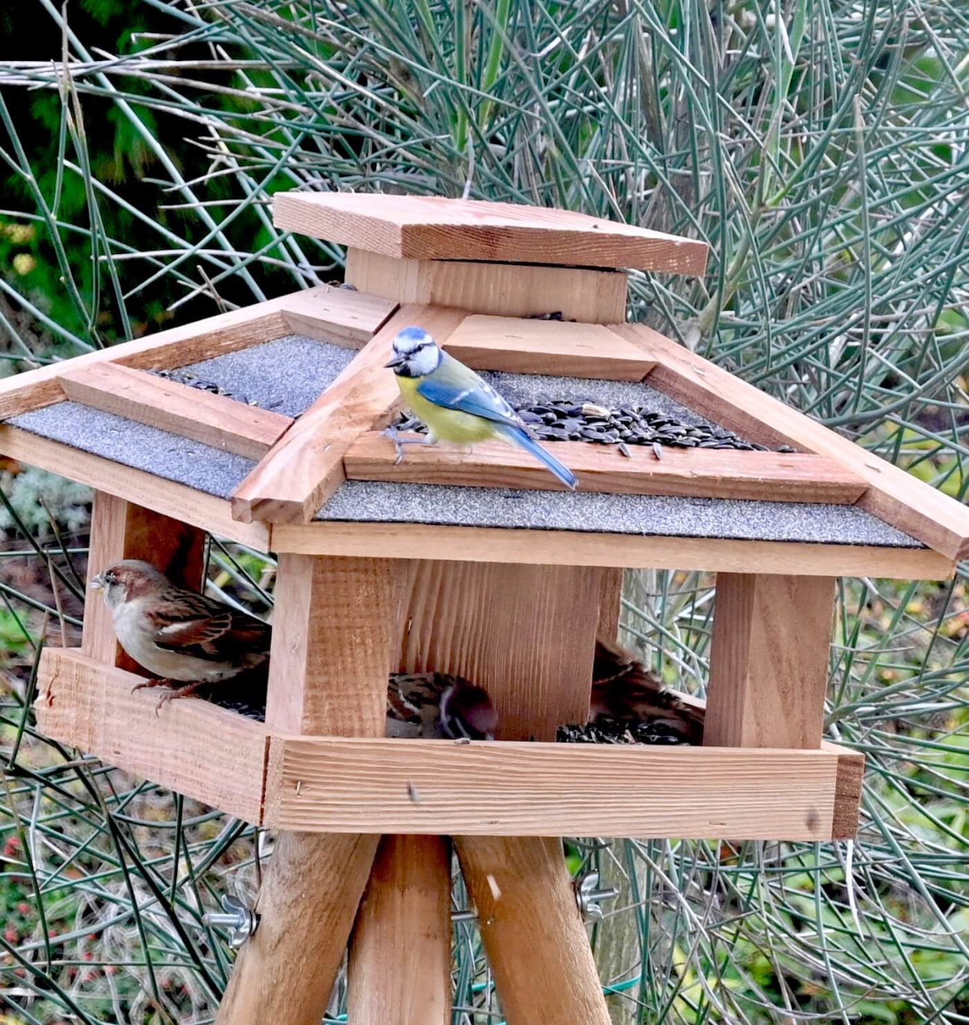 We can help the birds of the world in winter too | C&NN